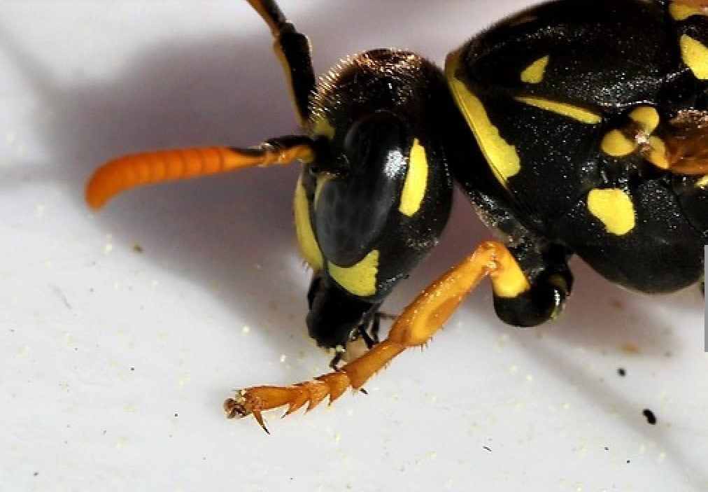 Tämä kuvalinkki ei varsinaisesti saa pelkäämään ampiaisia vähemmän ...